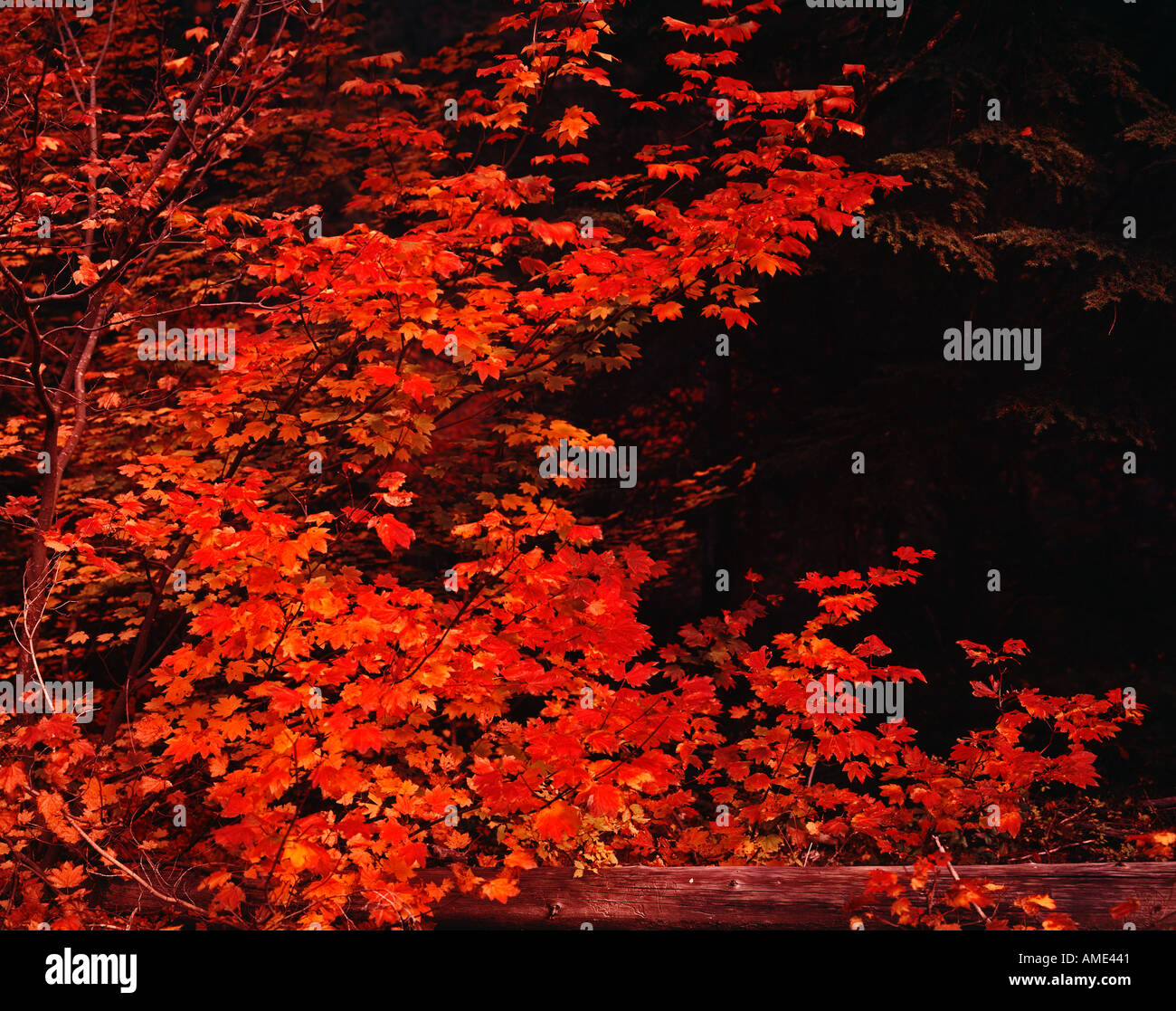 Pacific Northwest forest in autumn showing vine maple trees and bushes ...