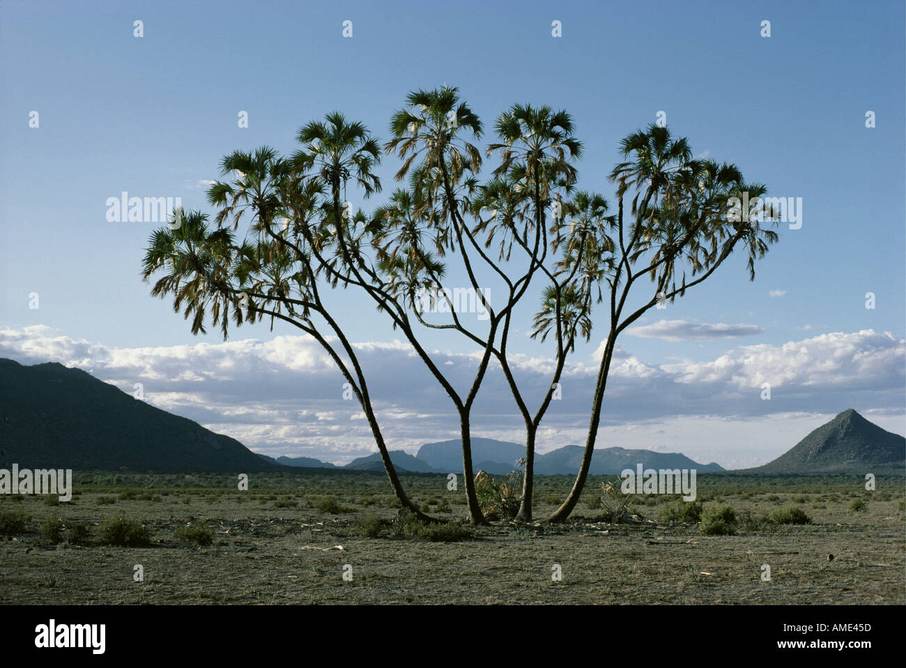 East african doum palm hyphaene compressa hi-res stock photography and ...
