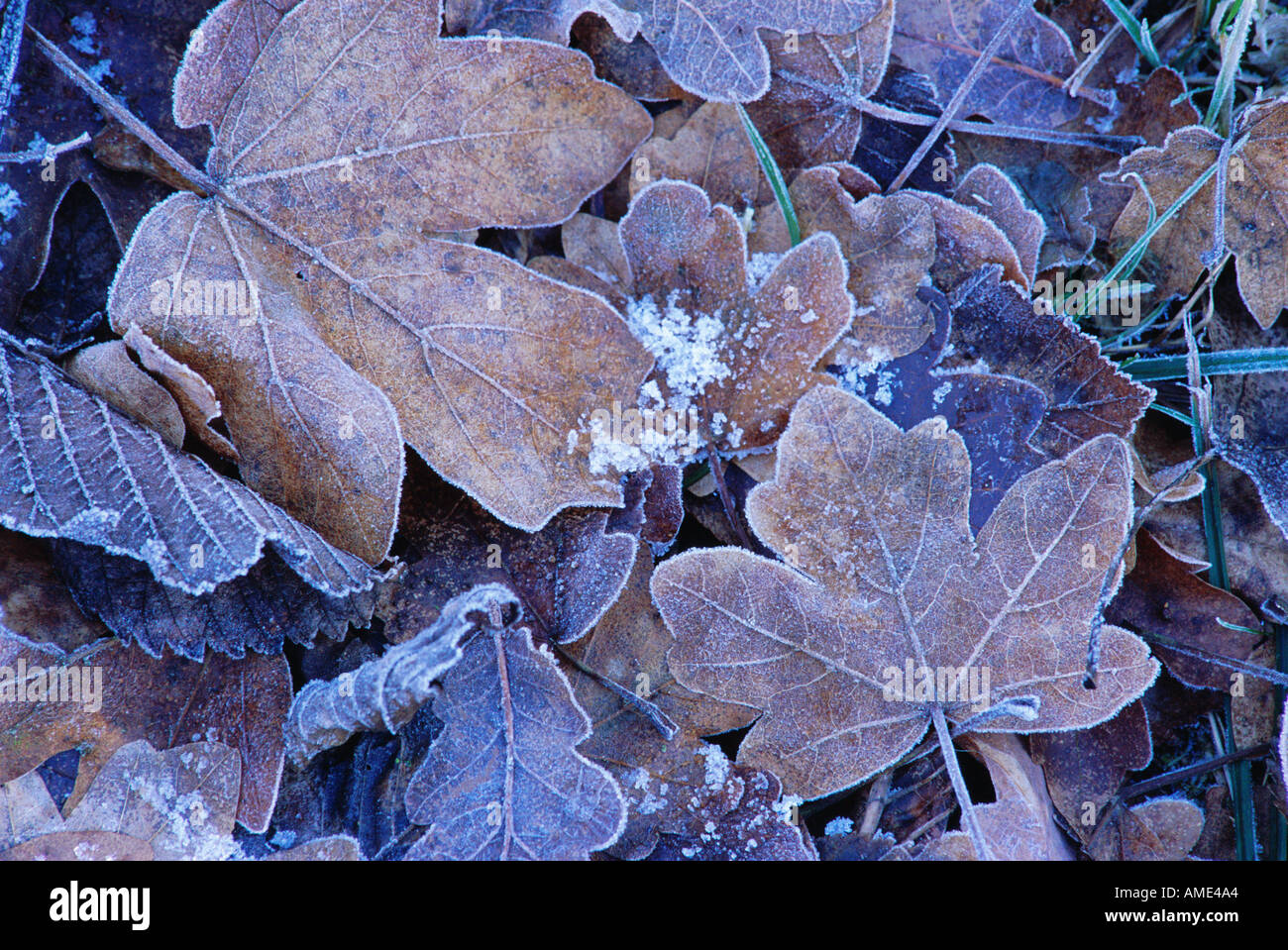 Field maple uk winter hi-res stock photography and images - Alamy