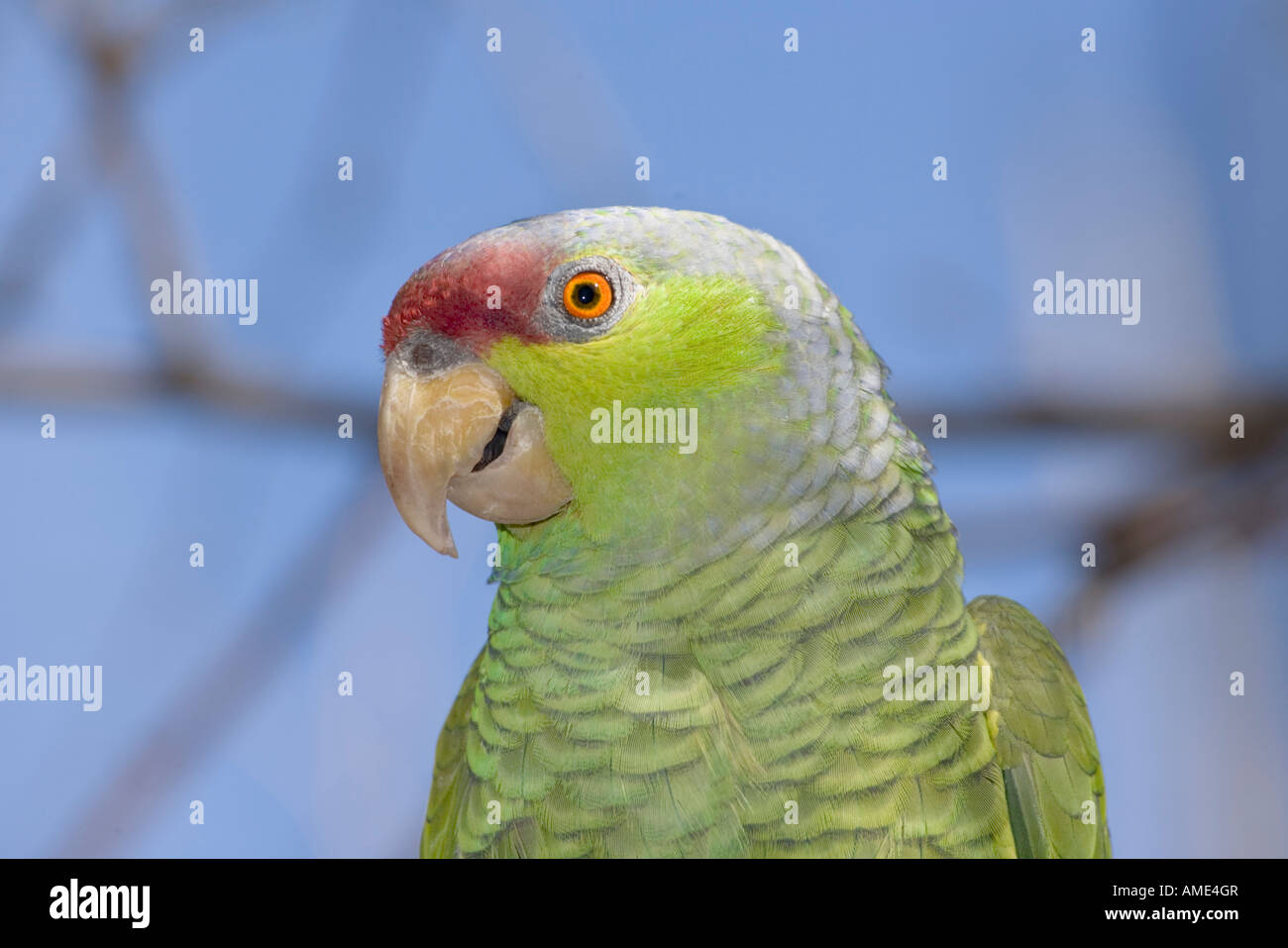 Lilac-crowned Parrot Amazona finschi Arizona Sonora Desert Museum ...