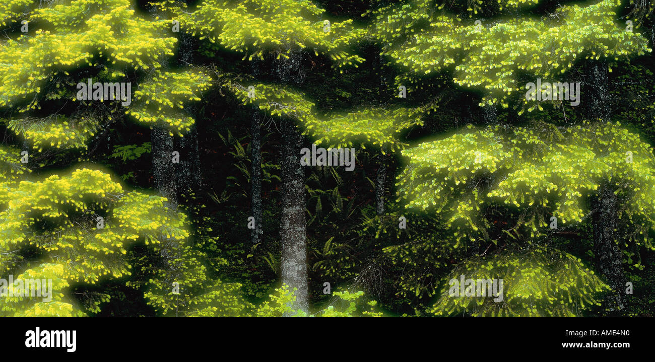 Cedar Trees Oregon, USA Stock Photo - Alamy