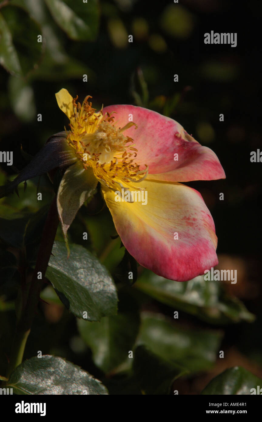 Dead rose hi-res stock photography and images - Alamy