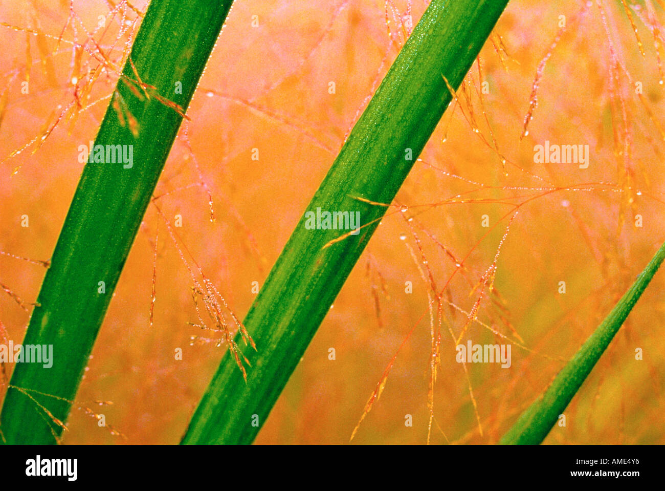 Tall north american reed hi-res stock photography and images - Alamy