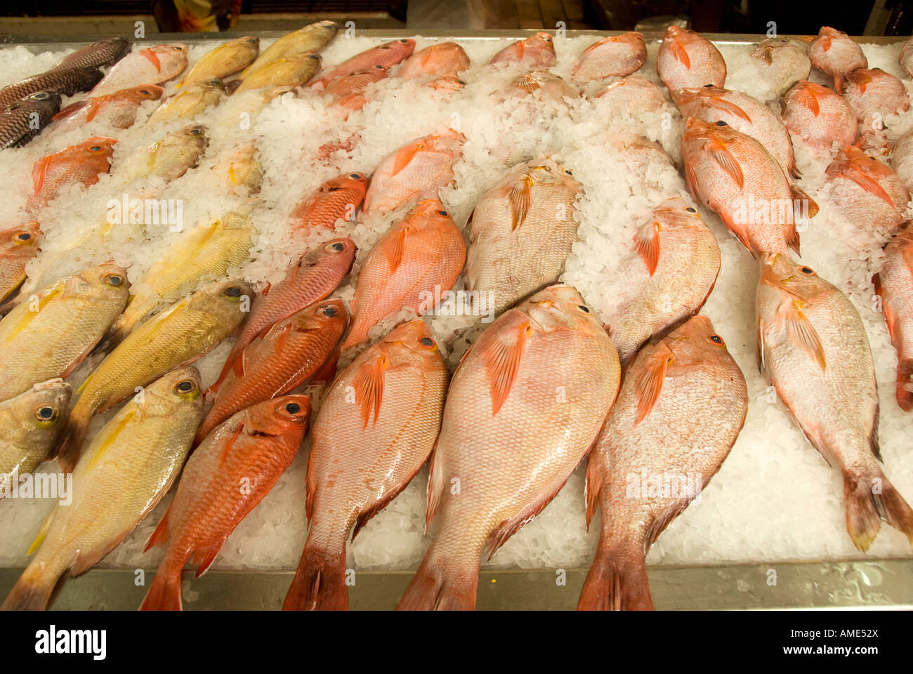 Tahiti, French Polynesia. fish display in Papeete market Stock Photo ...