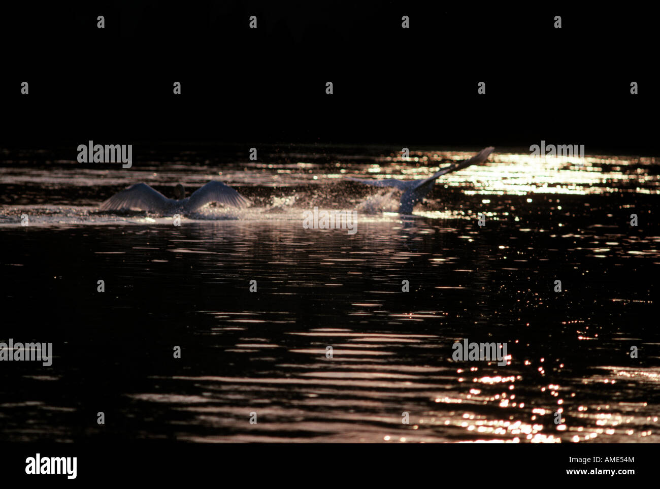 large swans rising in flight on one of irelands rivers Stock Photo - Alamy