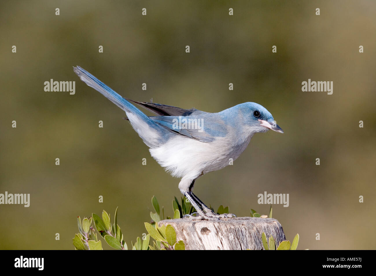 Mexican Jay Aphelocoma ultramarina arizonae Sonoita Santa Cruz County ...