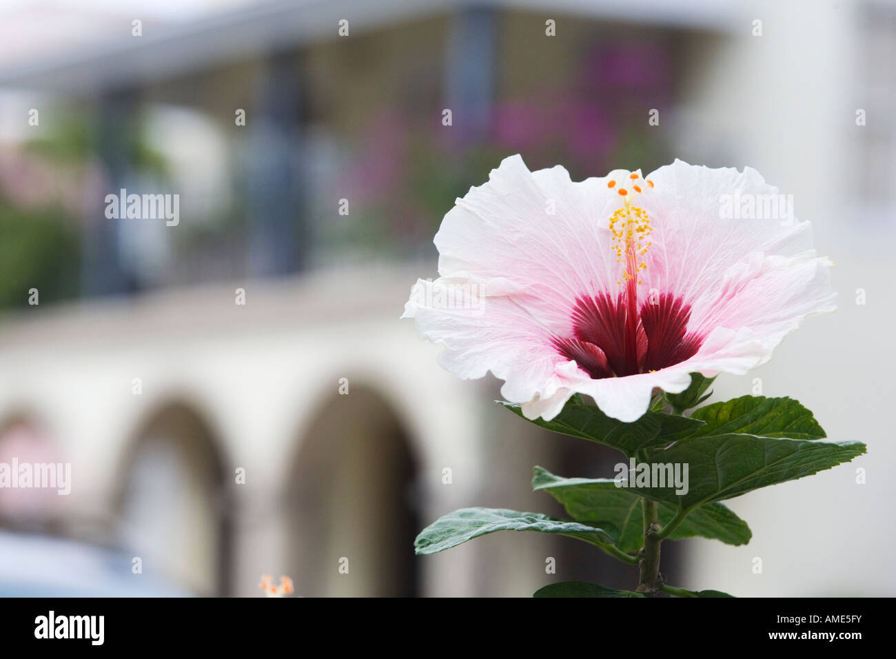 Hibiscus in bloom Stock Photo - Alamy