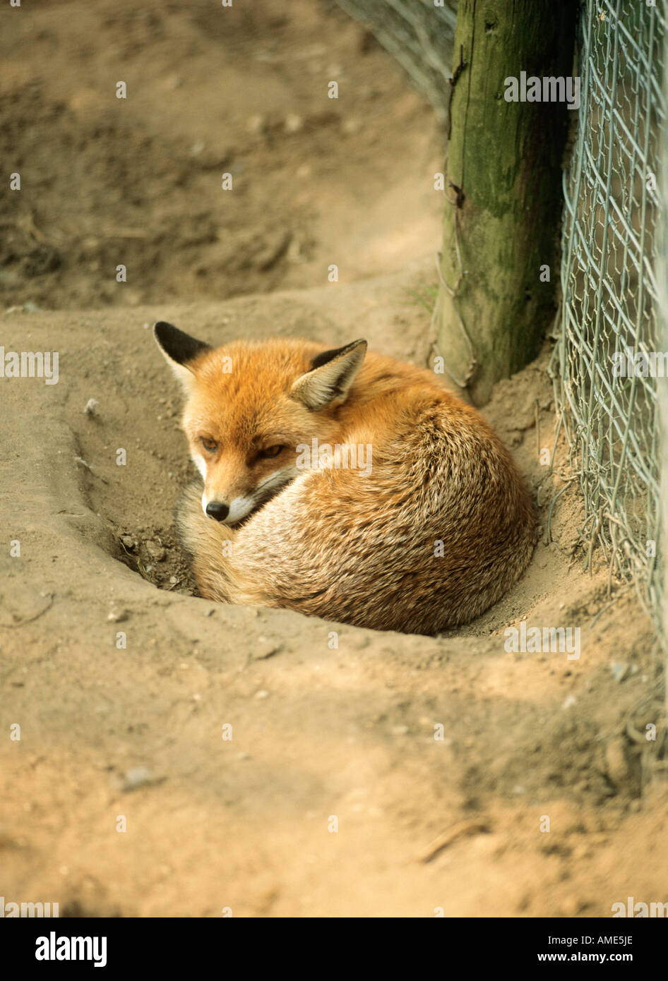 Red fox curled sleep hi-res stock photography and images - Alamy