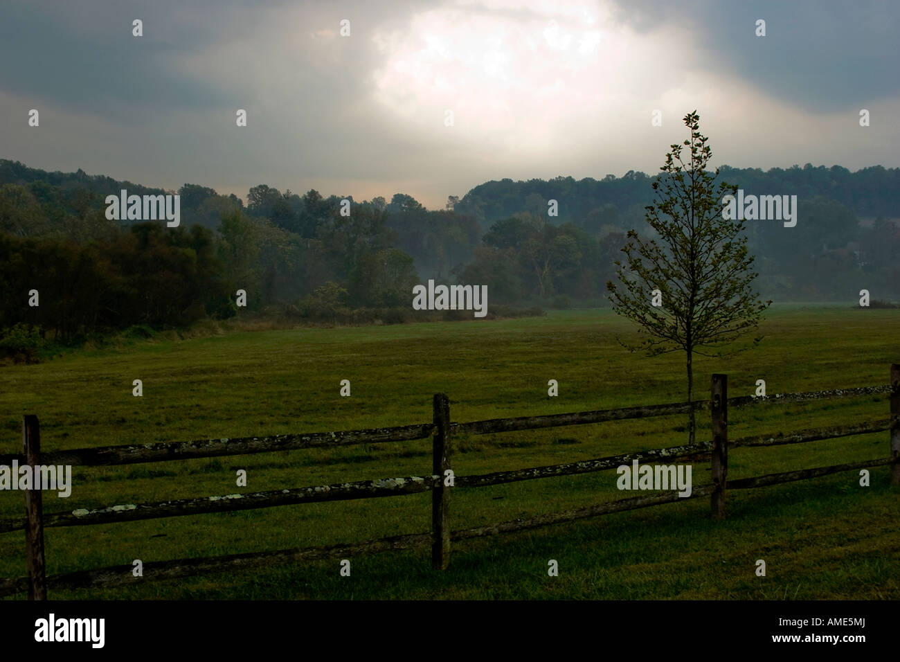 Young immature tree on the field after the rain as the sky cleared ...