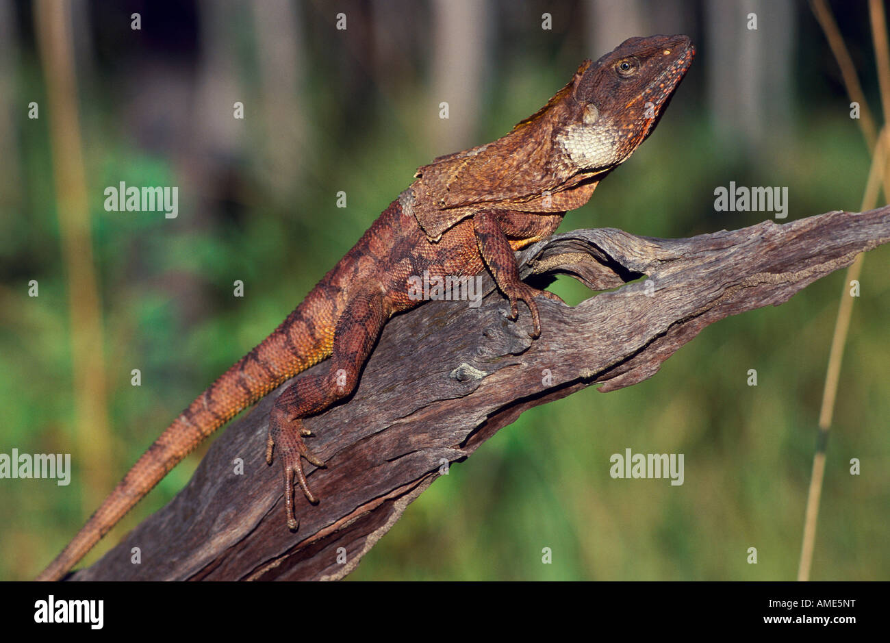 Frilled neck lizard claws hi-res stock photography and images - Alamy