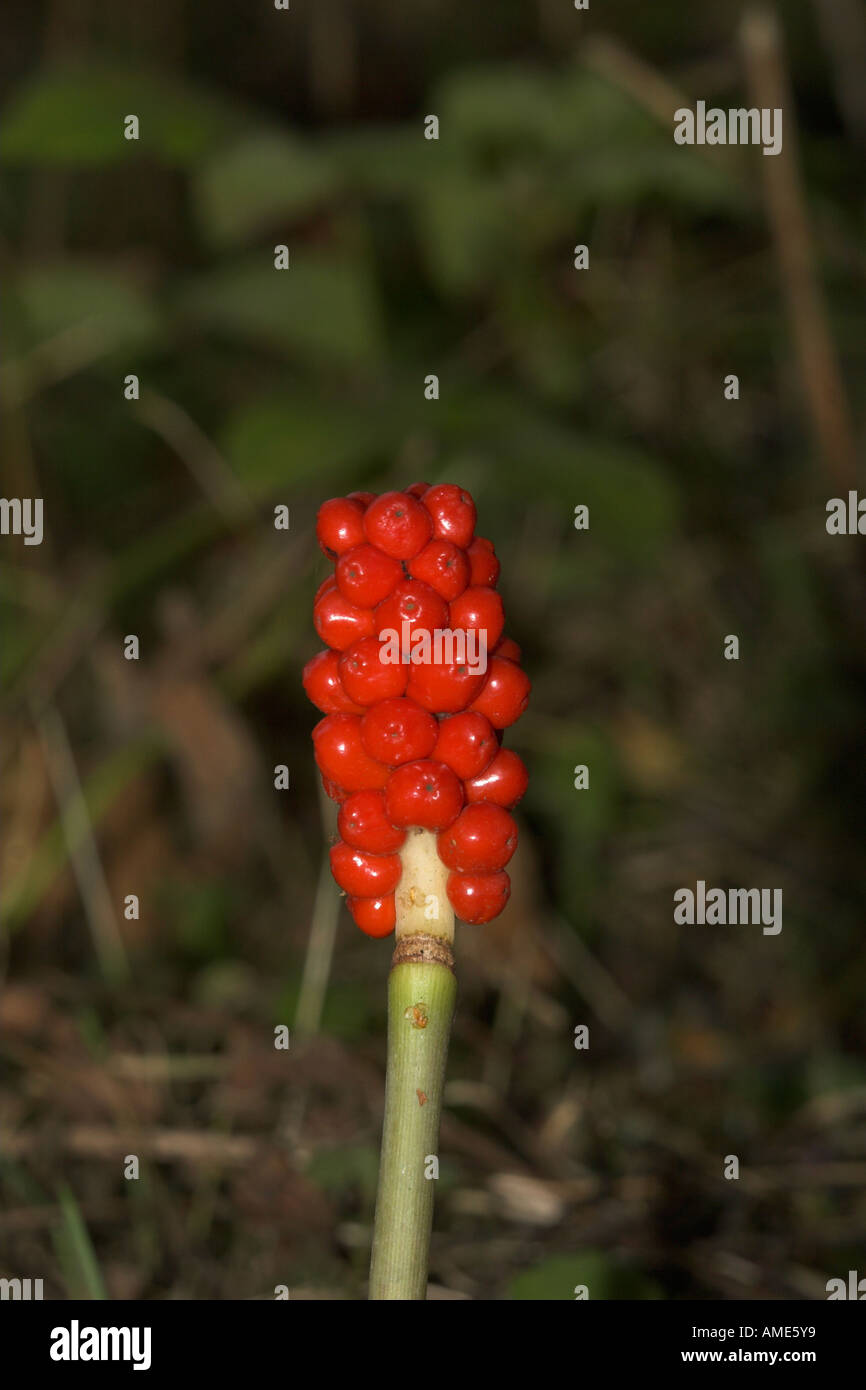 Wild arum arum maculatum fruit hi-res stock photography and images - Alamy