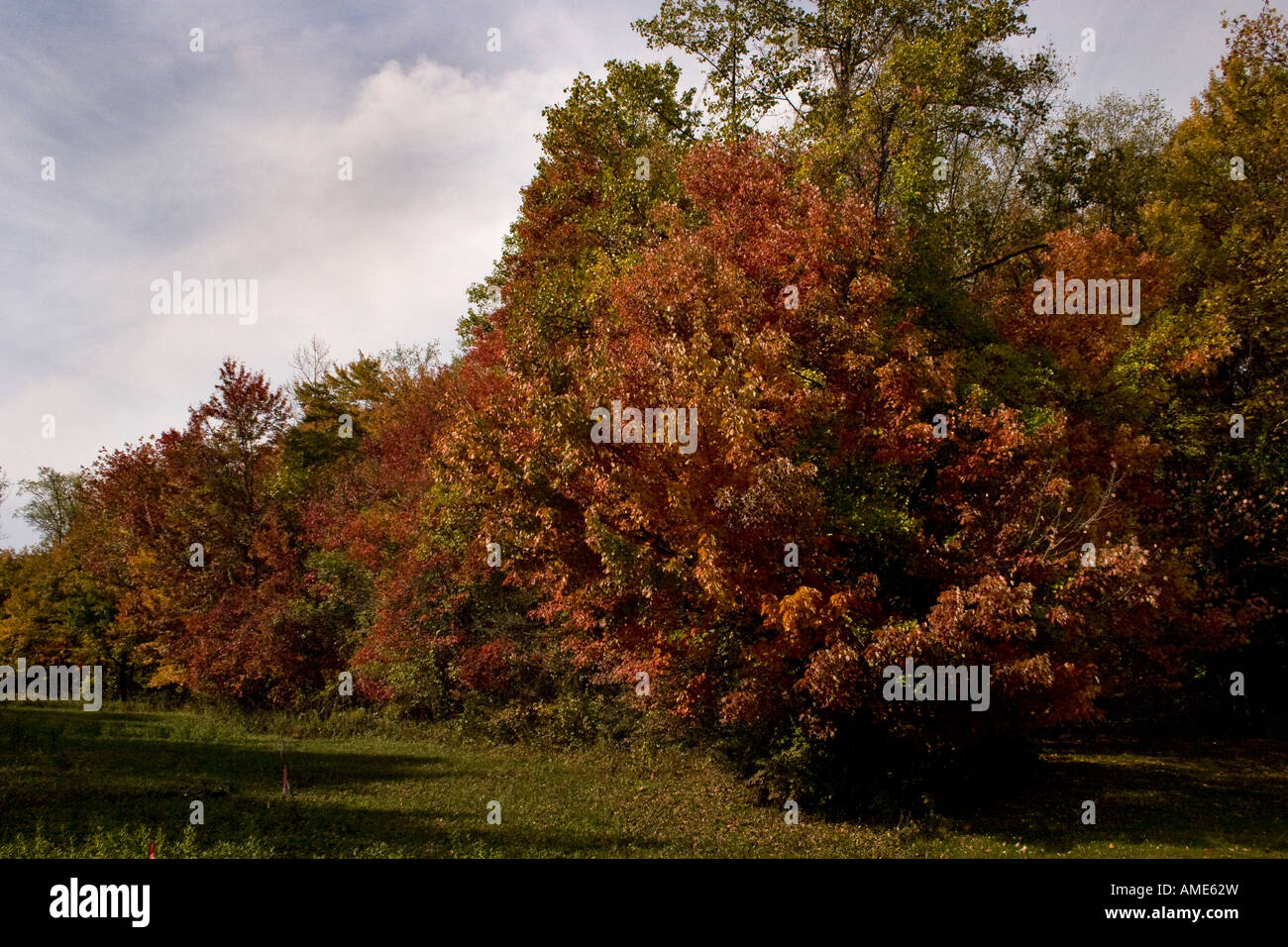 Shock of color, trees in full Fall color in a open field Stock Photo ...