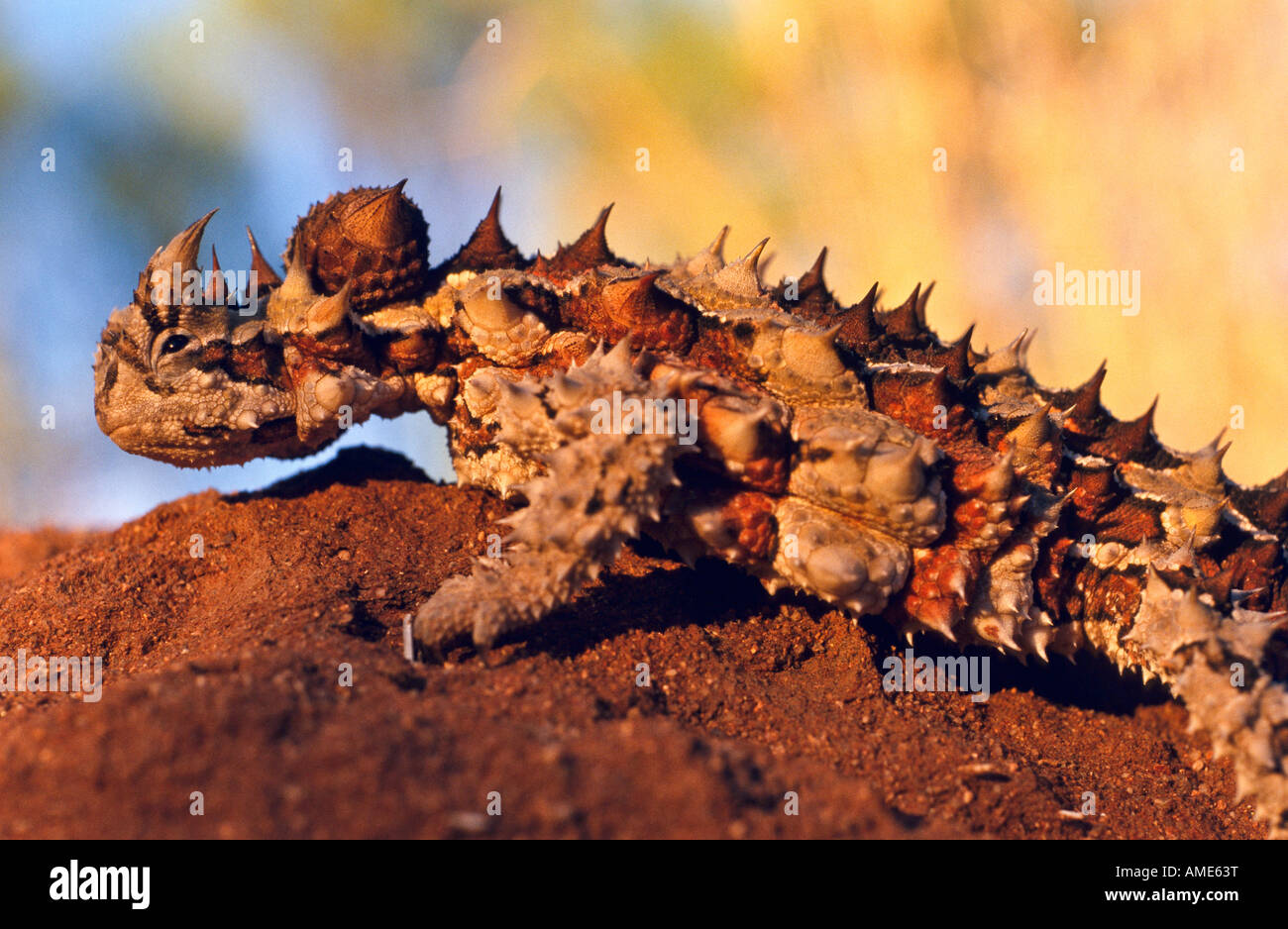 Moloch horridus water hi-res stock photography and images - Alamy