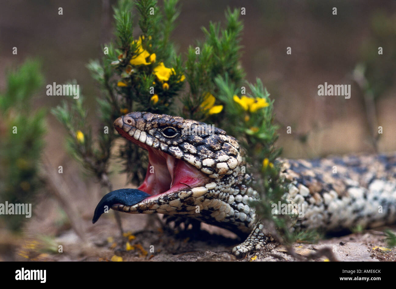 Lizard patterns hi-res stock photography and images - Alamy