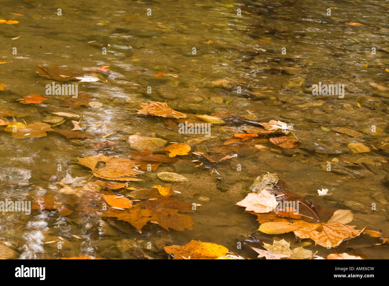 Fall Leaves in water Stock Photo - Alamy