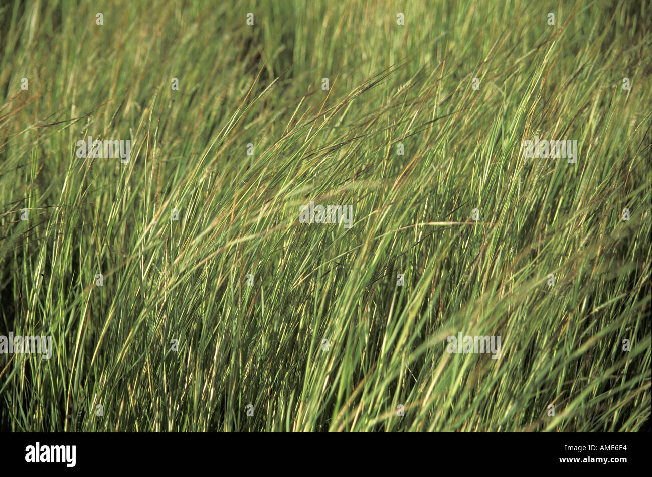 Grasses moving in Wind Stock Photo - Alamy