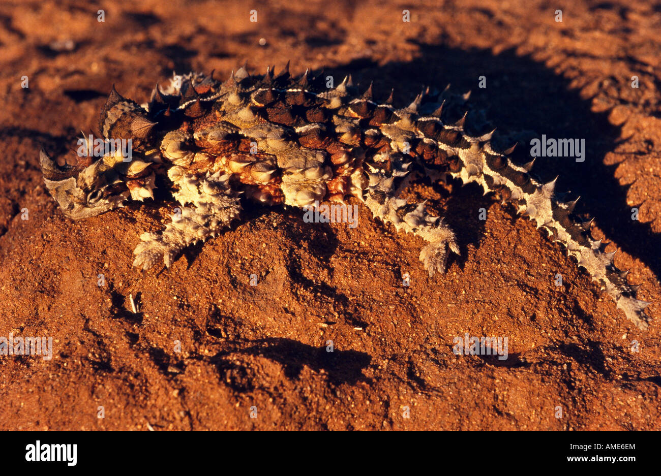 Thorny Devil Lizard Stock Photos & Thorny Devil Lizard Stock Images - Alamy