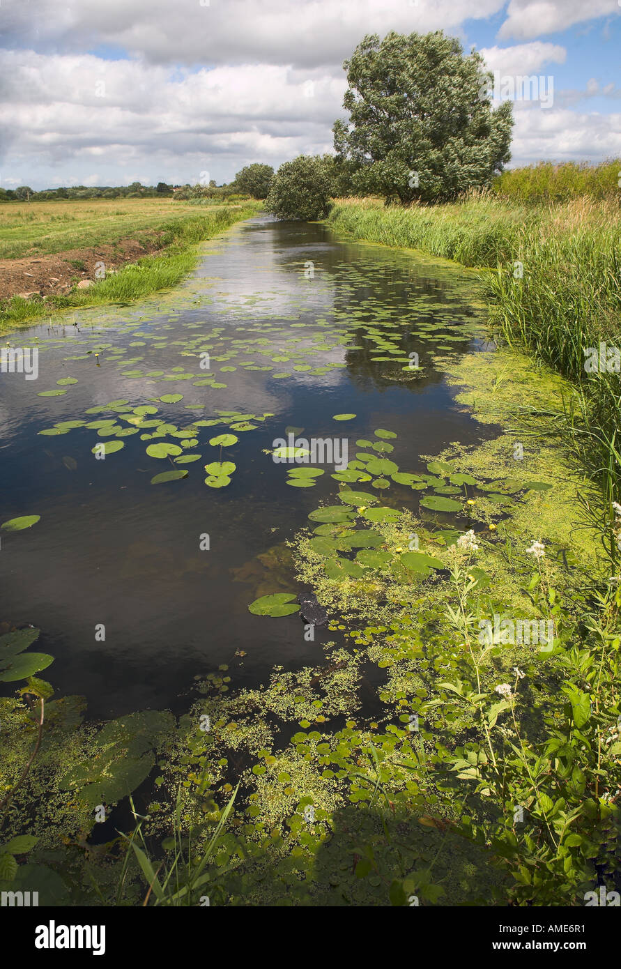 Somerset levels water channel hi-res stock photography and images - Alamy