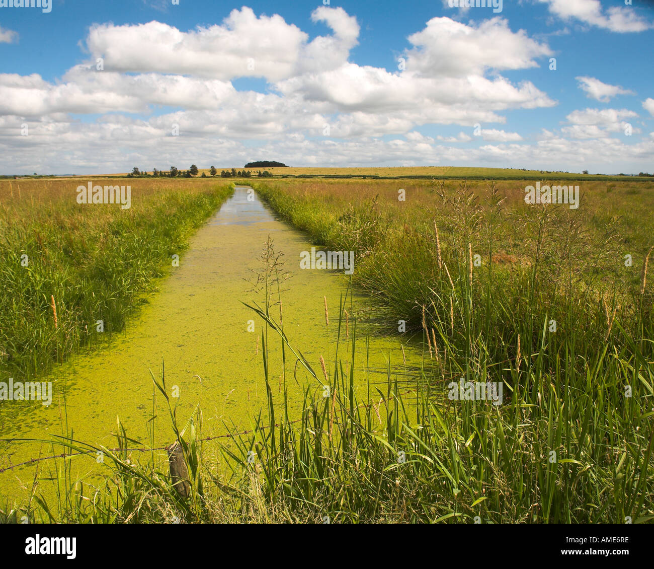 The Somerset Levels near Muchelney Stock Photo - Alamy