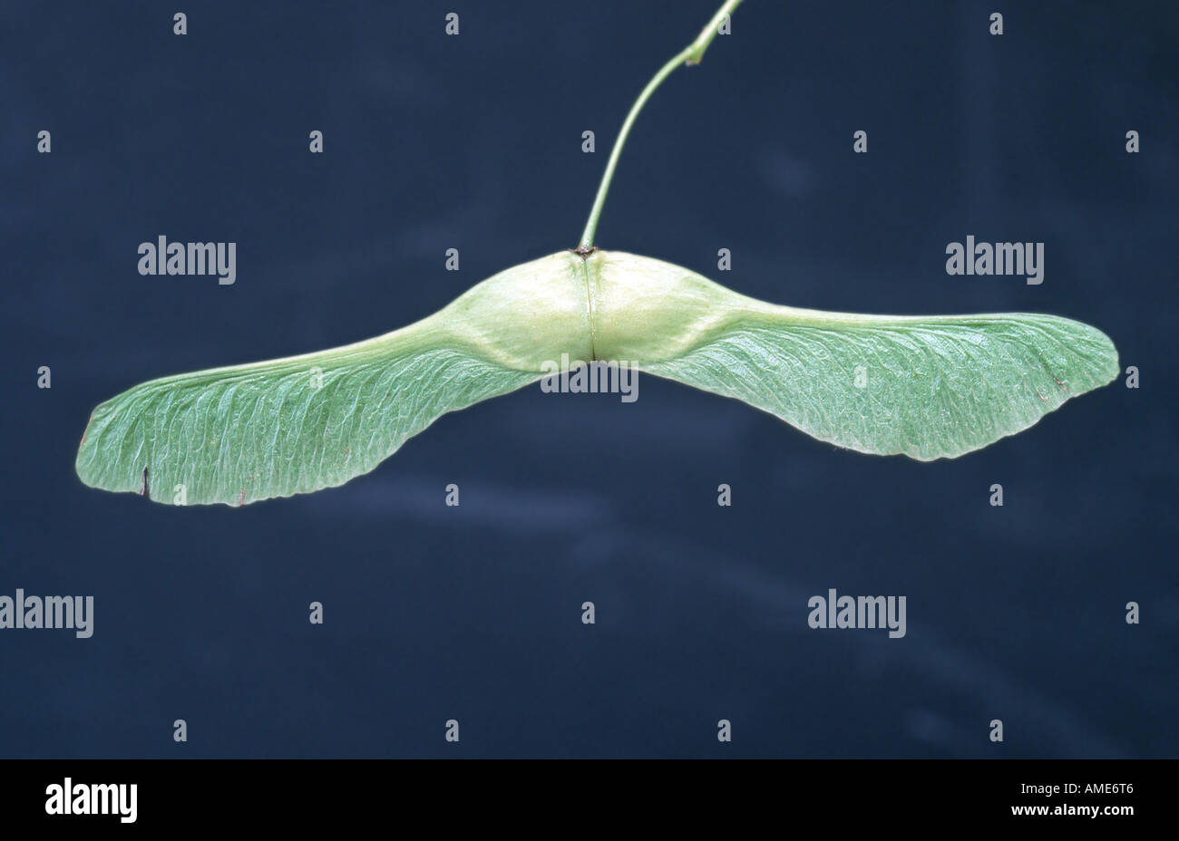 Norway maple acer platanoides fruit hi-res stock photography and images ...