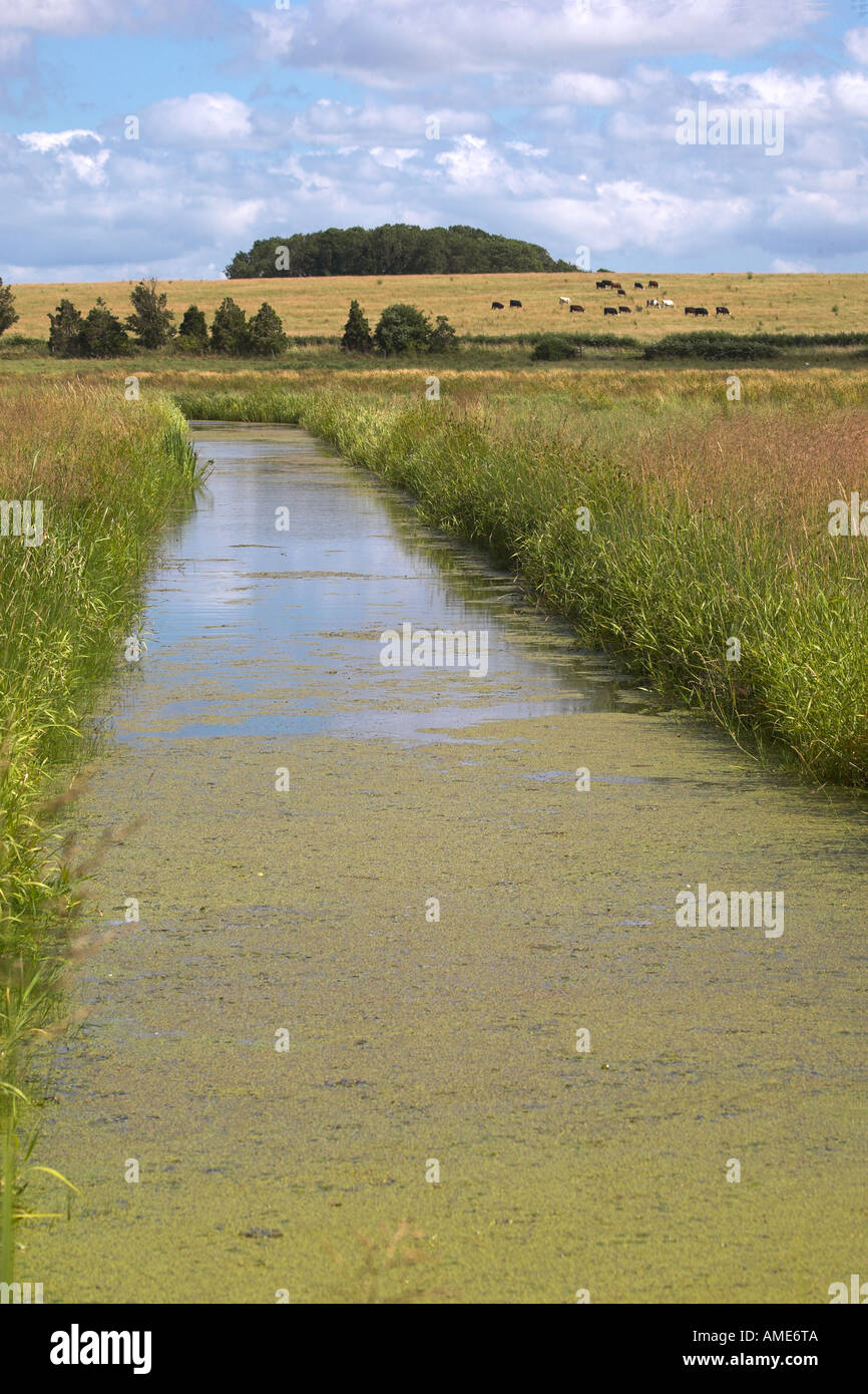 The Somerset Levels near Muchelney Stock Photo - Alamy