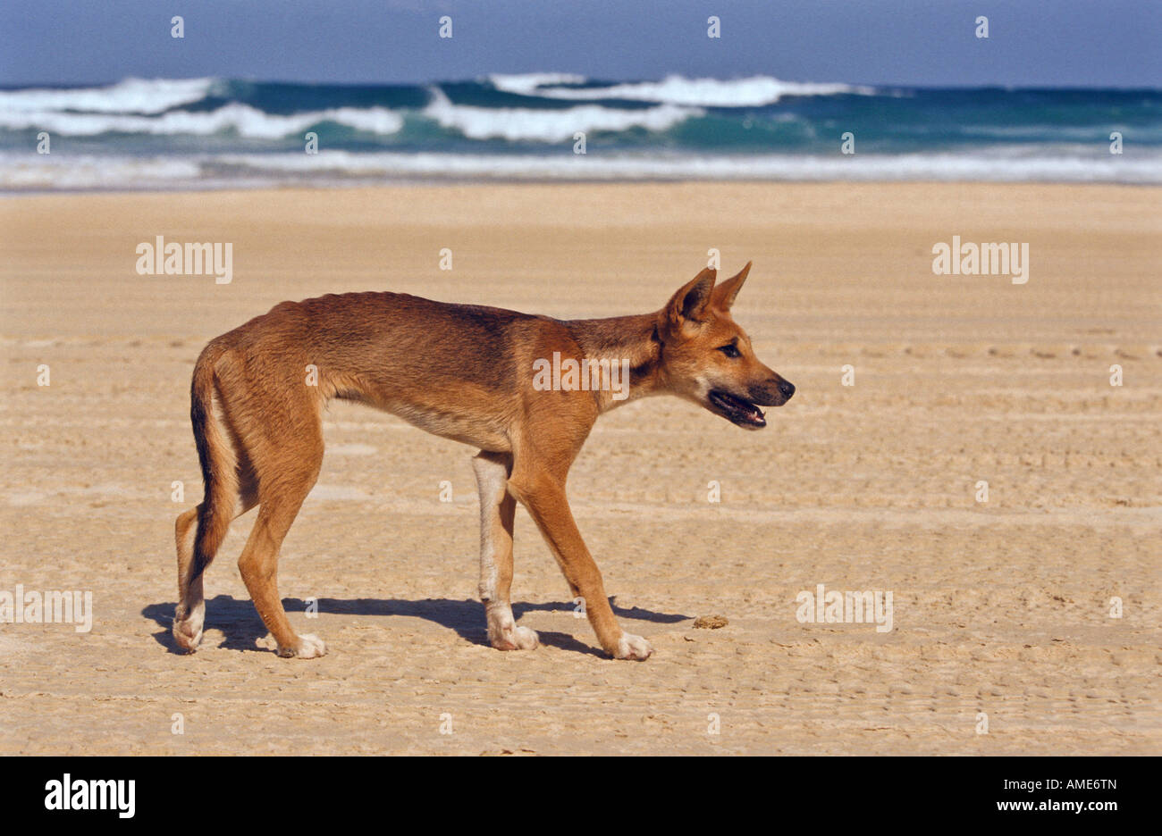 Wild dingo, Australia Stock Photo - Alamy