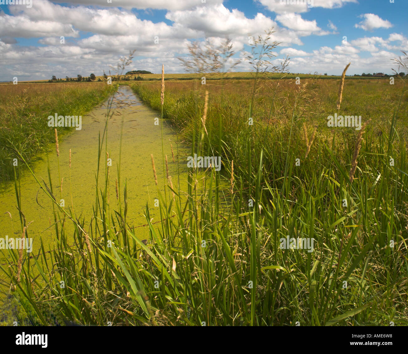 The Somerset Levels near Muchelney Stock Photo - Alamy