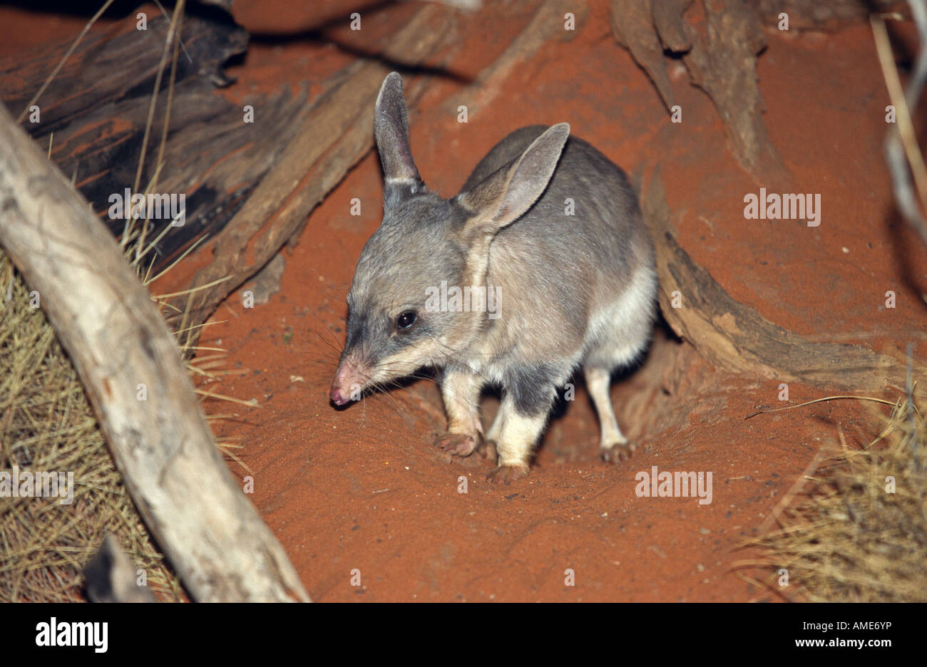 Bilby tail hi-res stock photography and images - Alamy