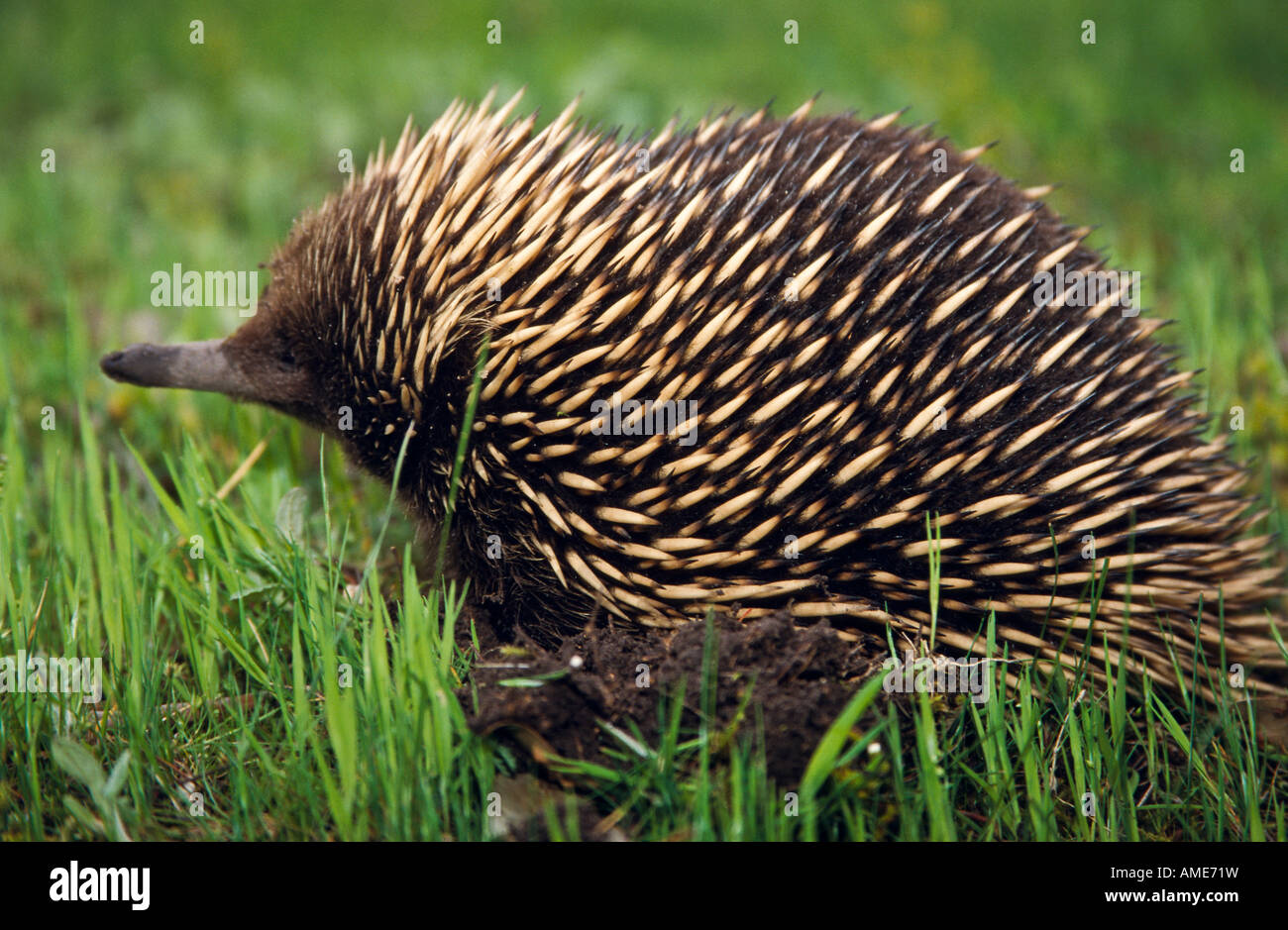 Australian monotremes hi-res stock photography and images - Alamy