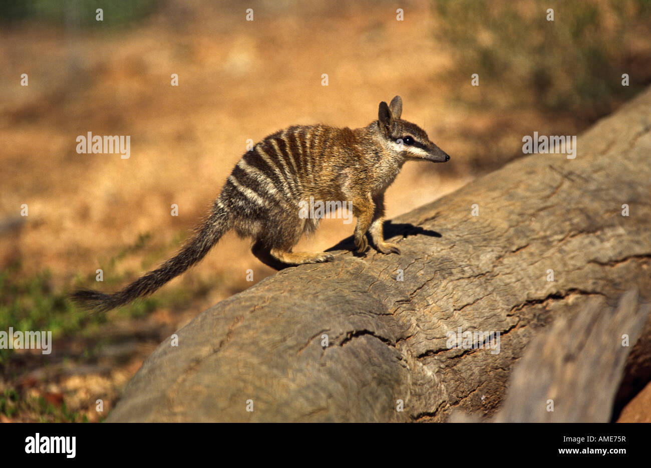 Numbat hi-res stock photography and images - Alamy