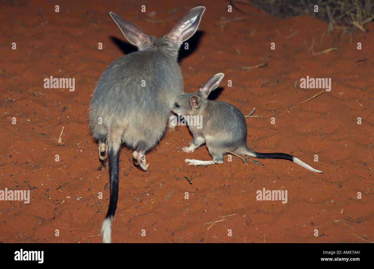 Bilby baby hi-res stock photography and images - Alamy