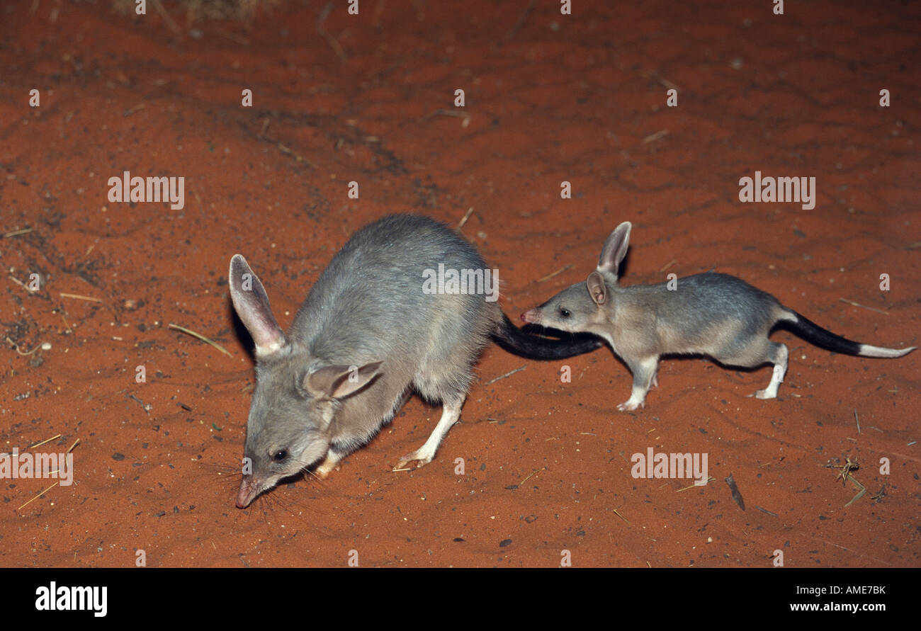Bilby hi-res stock photography and images - Alamy