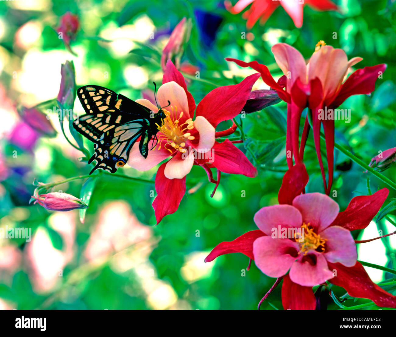 Beauty of butterfly diversity hi-res stock photography and images - Alamy