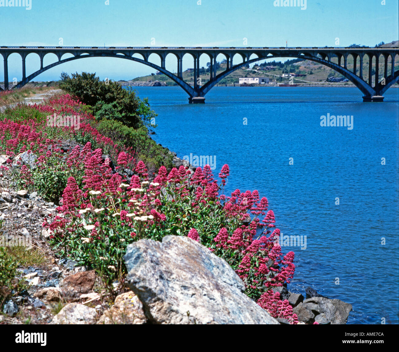 Red wildflowers and the Rogue River bridge at Gold Beach on the ...