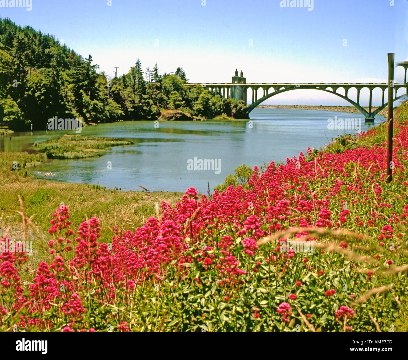 Red wildflowers and the Rogue River bridge at Gold Beach on the ...