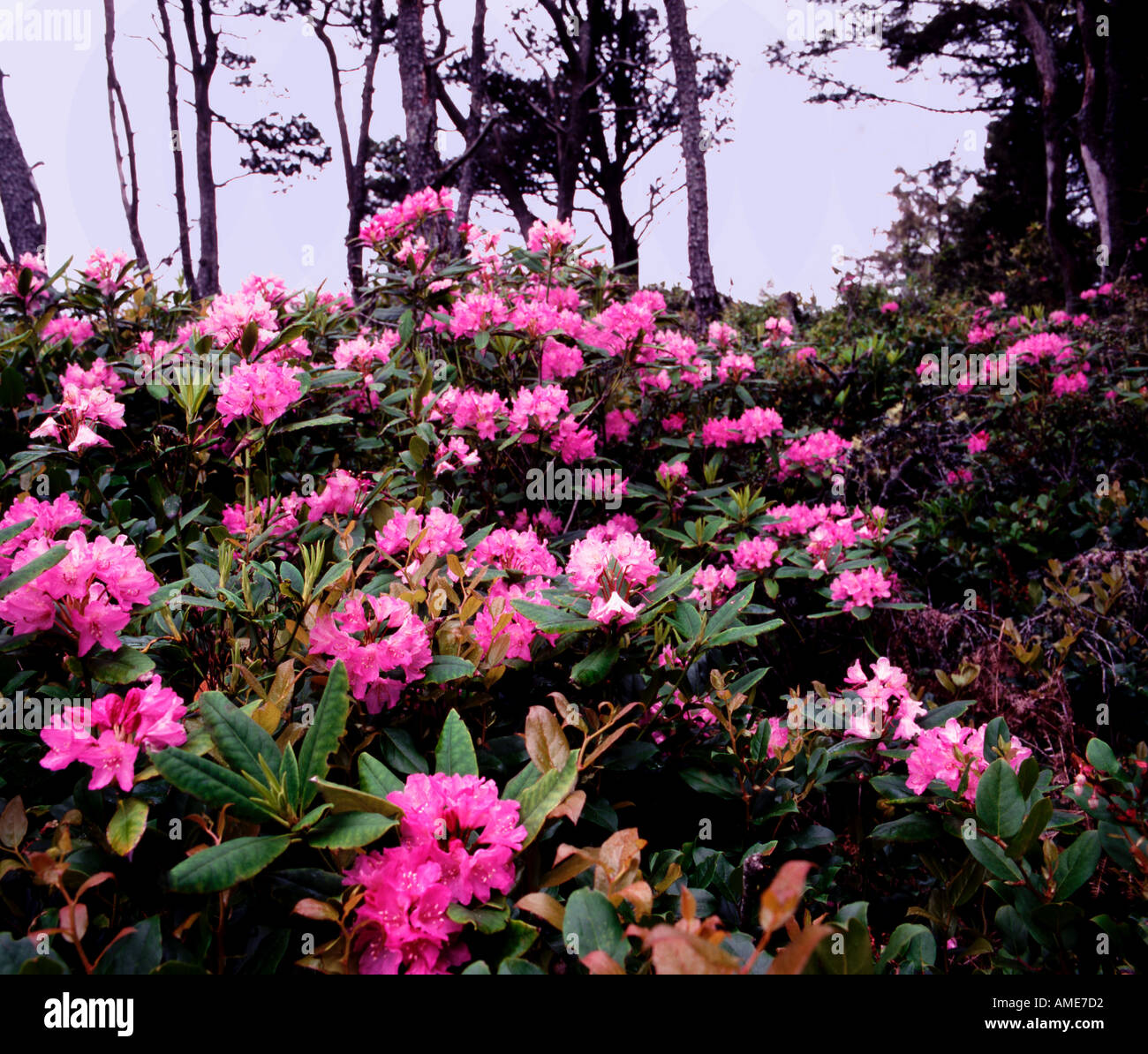Wild rhododendron bloom in profusion in a moist forest surrounding ...