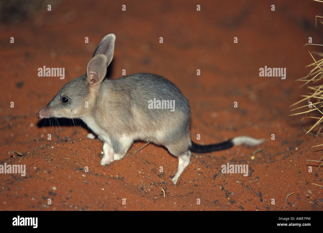Bilby, Australia Stock Photo, Royalty Free Image: 15237223 - Alamy