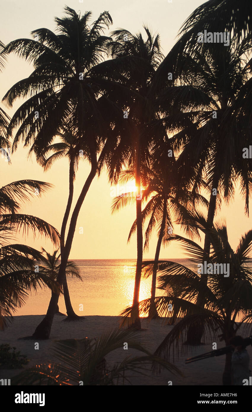 coconut palm (Cocos nucifera), sunset with palms, Honduras, Roatan ...