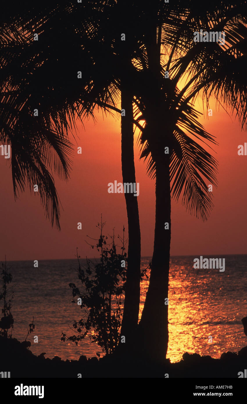 coconut palm (Cocos nucifera), sunset, Honduras Stock Photo - Alamy