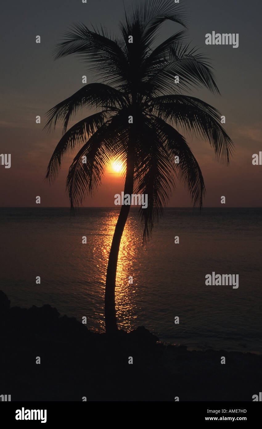 coconut palm (Cocos nucifera), sunset with a palm tree, Honduras Stock ...