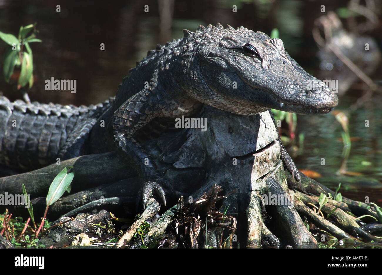 American alligator (Alligator mississippiensis), USA, Florida, Sanibel ...