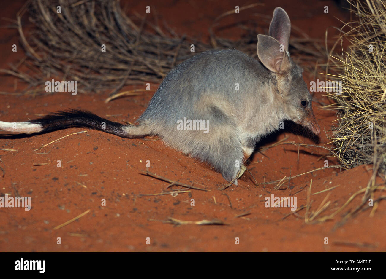 Bilby or rabbit eared bandicoot hi-res stock photography and images - Alamy