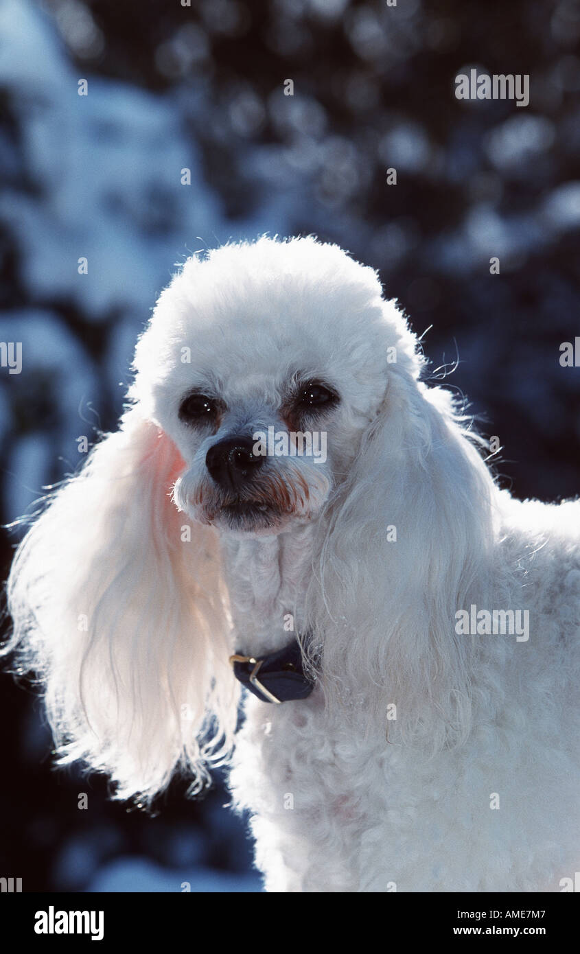 Poodle (Canis lupus f. familiaris), at snow, Germany Stock Photo - Alamy