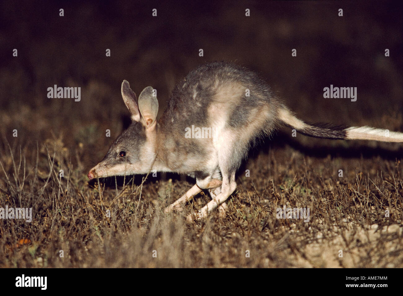 Bandicoot australian native hi-res stock photography and images - Alamy