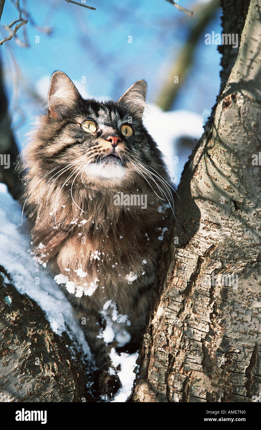 domestic cat, house cat, Norwegian Forest cat (Felis silvestris f ...