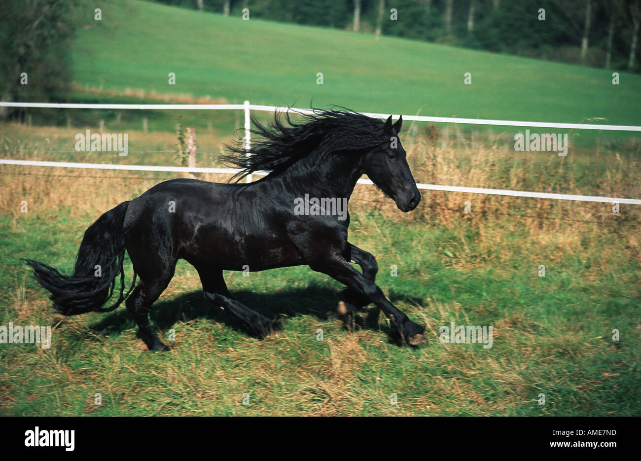 Friesian horse running meadow hi-res stock photography and images - Alamy