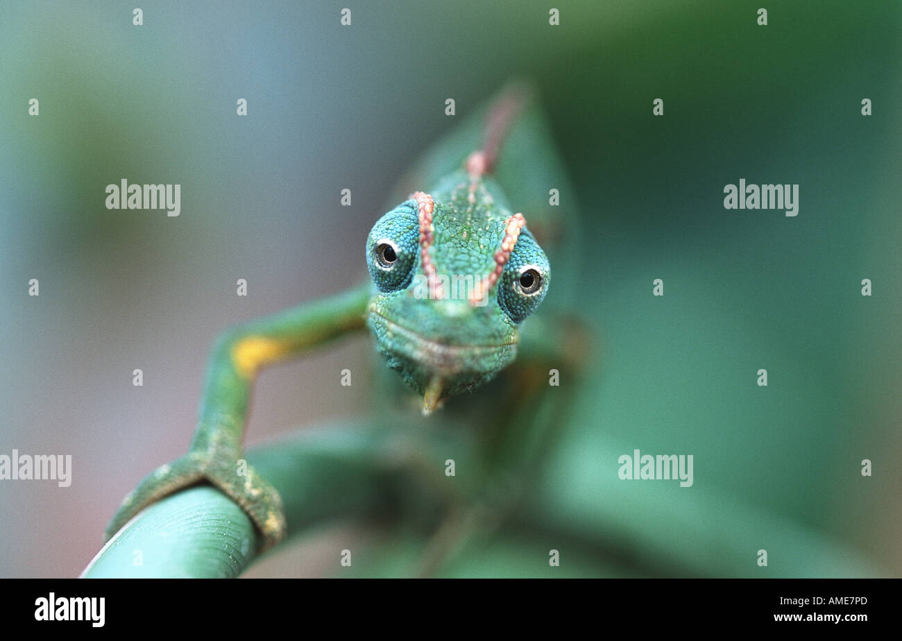 Two Chameleons High Resolution Stock Photography and Images - Alamy