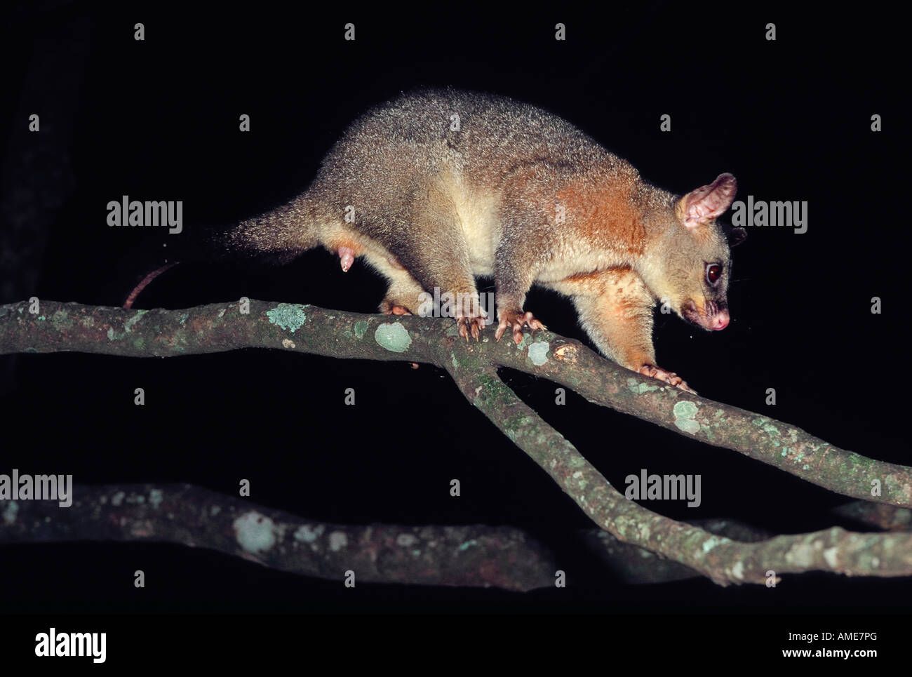 Brushtail possum profile tree hi-res stock photography and images - Alamy