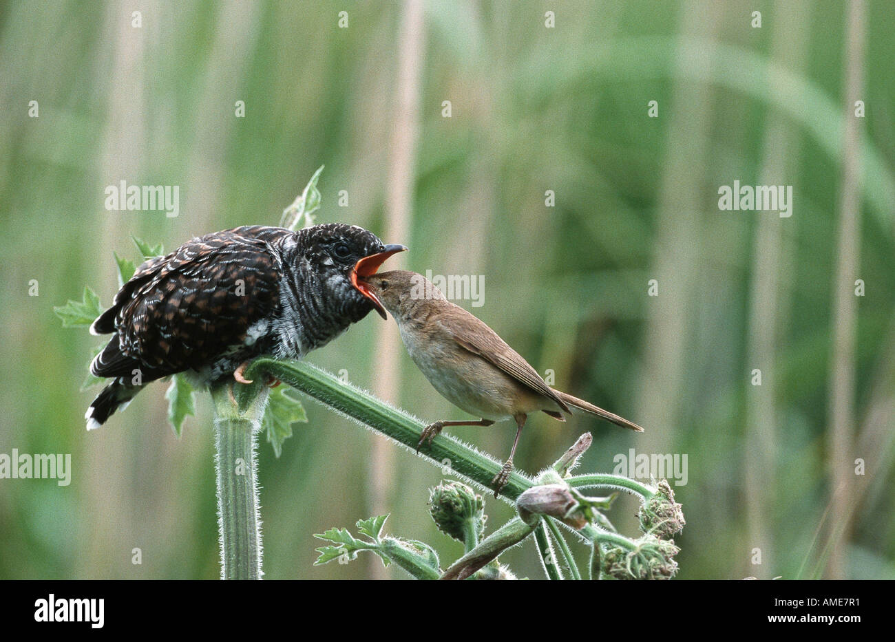 cuckoo with reed warbler (Acrocephalus scirpaceus, Cucullus canorus ...