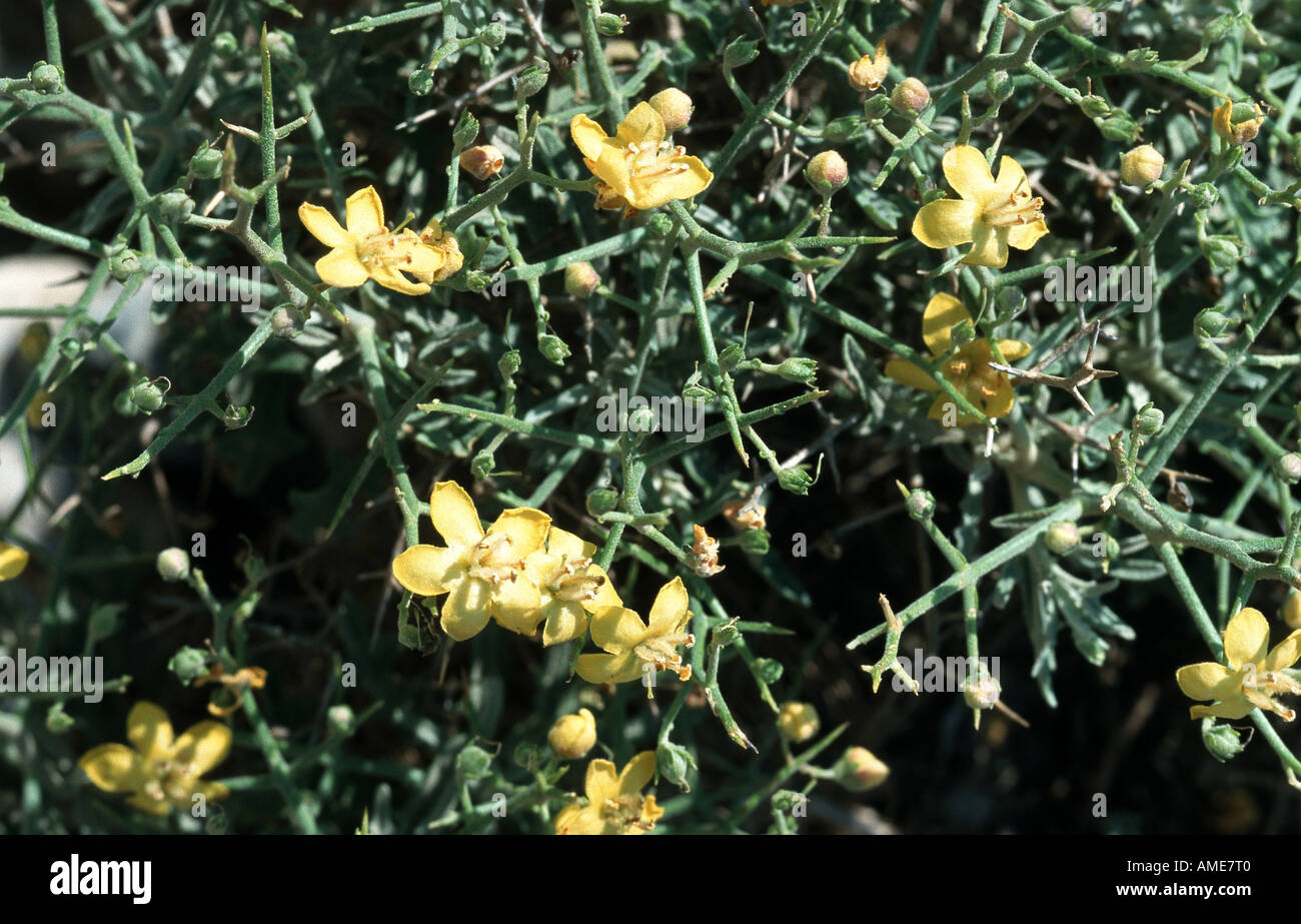 Greek mullein hi-res stock photography and images - Alamy